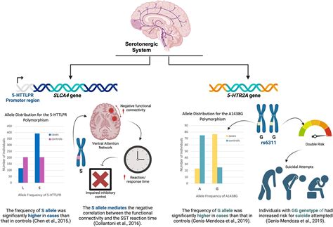 Frontiers Genetic Polymorphisms And Their Association With