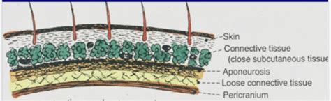 Face And Scalp Flashcards Quizlet Face And Scalp Flashcards Quizlet