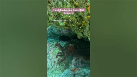 Worlds Largest Cuttlefish And Its Sneaky Mating Habits Shorts