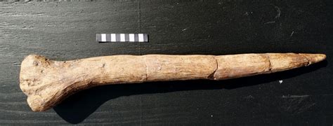 Stegosaurus Life Sized Thagomizer Tail Spike — The Prehistoric Store