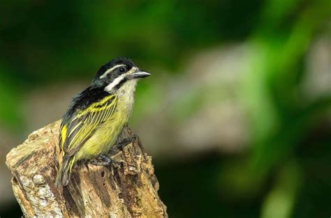 Yellow Rumped Tinkerbird South African Birds Local Photographers Bird