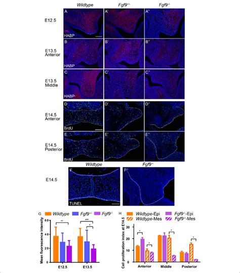 Fgf9 Embryos Have Reduced HA Accumulation And Cell Proliferation