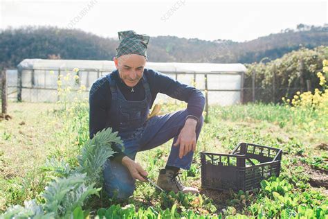 Man Weeding Vegetable Garden Stock Image F0230964 Science Photo