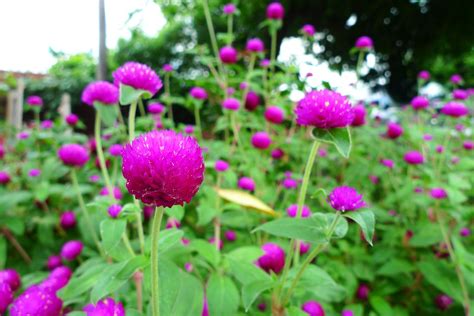 Flickr