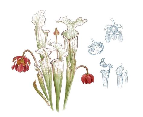 Sarracenia Saurus Carnivorous Plant Resource