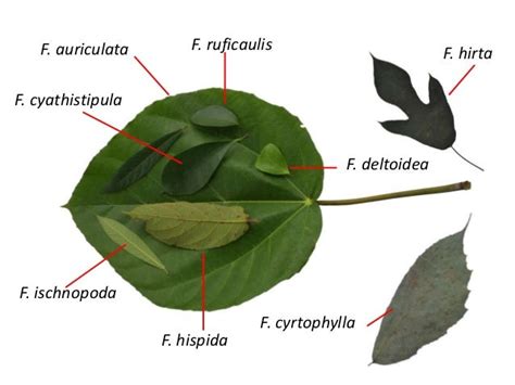 Leaf Traits Of Ficus An Evolutionary Prespective