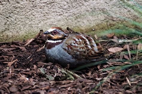 White Necklaced Partridge Arborophila Gingica