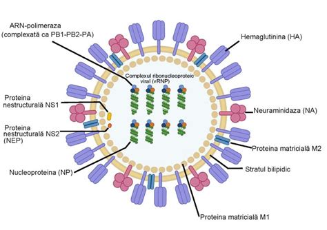 Virus Genome Iav Encyclopedia Mdpi