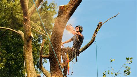 How Much Does It Cost To Remove Trees From Your Yard