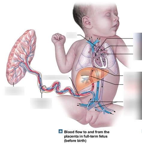 Fetal Circulation Vs Newborn Circulation Test 3 Diagram Quizlet