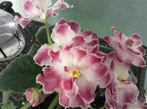 Gardenia Gardenia Shevardnadze • გარდენია შევარდნაძე