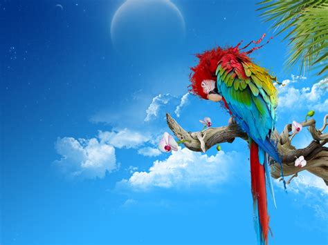 Parrot Parrots Wallpaper 40931466 Fanpop