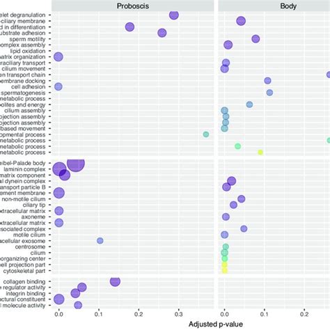 Bubble Plot Showing Functional Enrichment In The Proboscis And Body Download Scientific Diagram