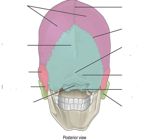 A P1 Diagram Quizlet