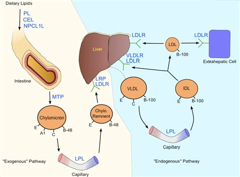 Transport Of Exogenous Cholesterol And De Novo Cholesterol Requires A