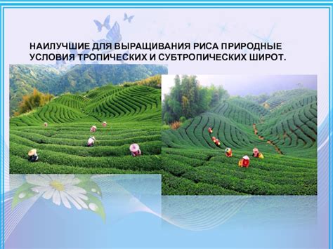 Районы выращивания риса: урожайность различных сортов, фото уборки и ...