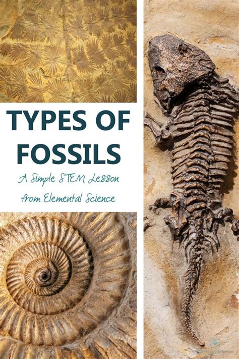 Explore The Intriguing World Of Fossils With A Simple Stem Lesson