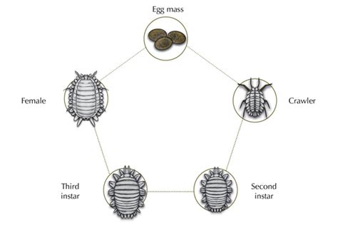 Step By Step Guide On Killing Mealybugs 46 Off