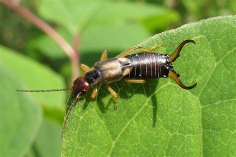 How To Control Earwigs In The Garden Leaf Root And Fruit Gardening