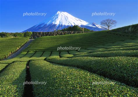 冬の茶畑と富士山 写真素材 538190 フォトライブラリー photolibrary