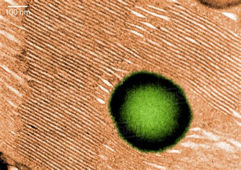 Transmission Electron Micrograph Of A Chloroplast Royalty Free Stock