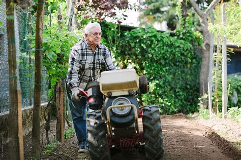 Old Man Working Vegetable Garden By Stocksy Contributor Mattia