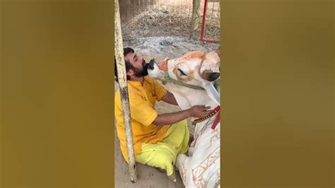 गौ माता और पंडित जी का अनोखा प्रेम Godham Cow Youtube