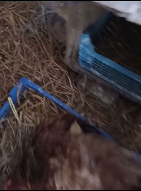 инкубаторная курица неожиданно стала наседкой Youtube