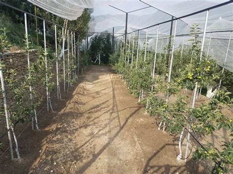 Trellis Support System For High Density Apple Orchard Sheltertech India Private Limited
