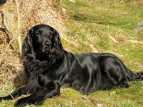 플랫 코티드 리트리버 Flat Coated Retriever 네이버 블로그