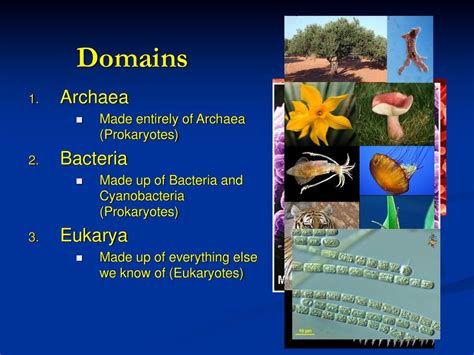 Classification Ppt Download