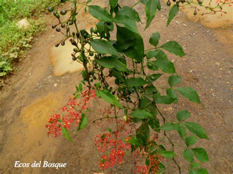 Cissus Erosa Ecos Del Bosque