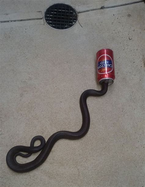 G1 Cobra venenosa é encontrada a cabeça entalada em lata de