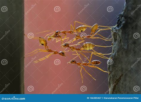 Red Weaver Ants Teamwork Red Ants Teamwork Concept Of Teamwork