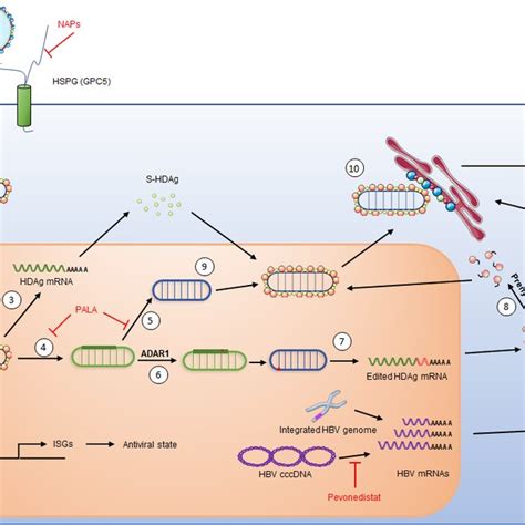 Hepatitis D Virus Hdv Structure A Schematic Representation Of Hdv