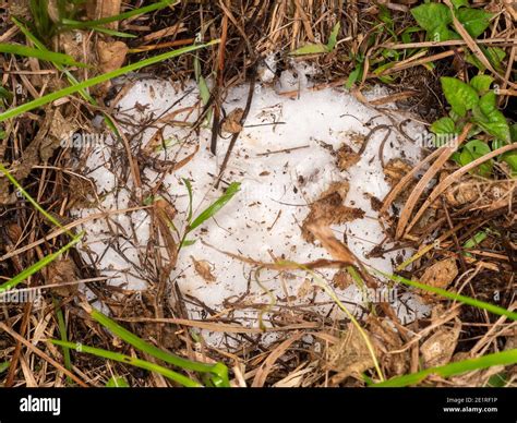Foam Nest Of Knudsens Bullfrog Leptodactylus Knudseni At The Edge Of A Pond In The Ecuadorian
