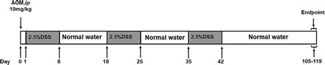 A Schematic Protocol Of The Aom And Dss Induced Murine Crc Model