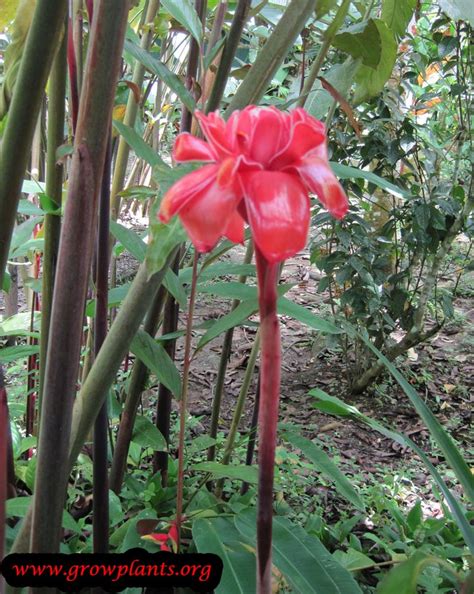 Torch Ginger How To Grow And Care