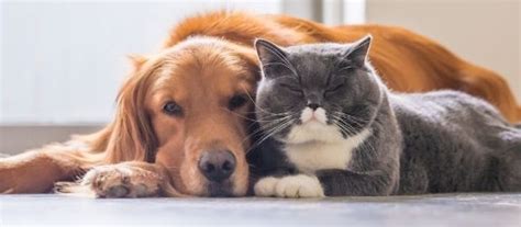 Desexing Your Pet East Coast Veterinary Clinic