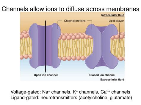 Resting Membrane Potential