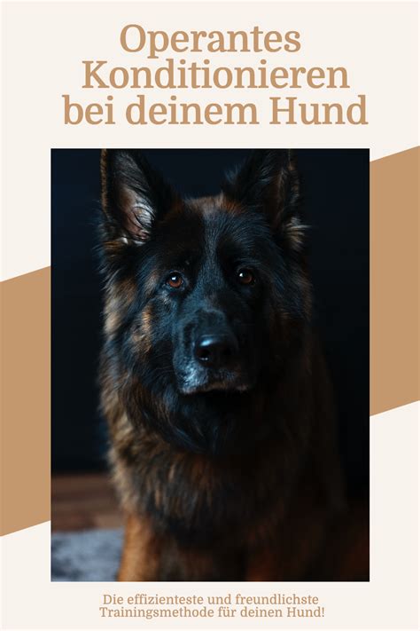Operantes Konditionieren Bei Deinem Hund Artofit