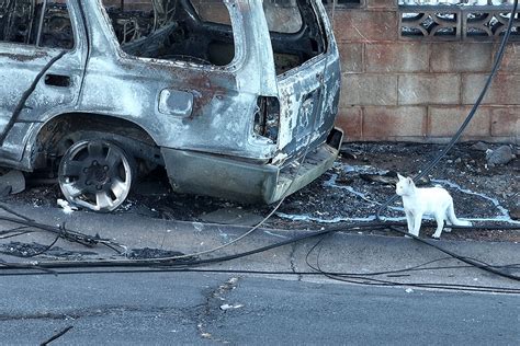 ハワイの山火事で失踪した犬 やけどを負うも家族と奇跡の再会 Hint Pot