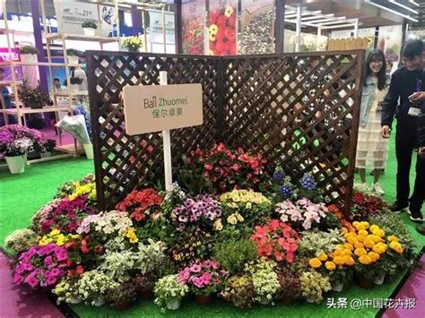 現場直擊！第21屆中國國際花卉園藝展覽會在上海絢麗開展！ 每日頭條