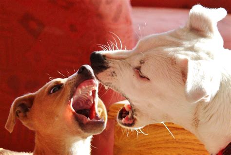 Dog Bite Hd Wallpapers