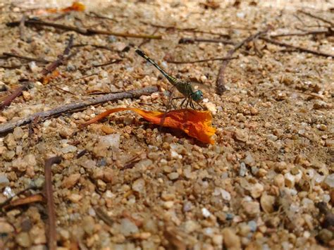 Free Images Leaf Wildlife Insect Soil Fauna Invertebrate Close