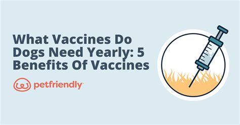 What Vaccines Do Dogs Need Yearly 5 Benefits Of Vaccines For Dogs