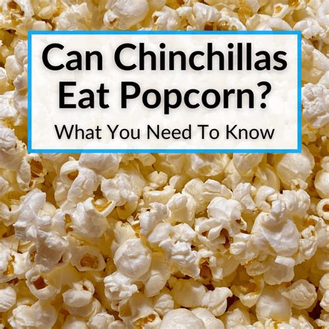 Can Chinchillas Eat Popcorn What You Need To Know