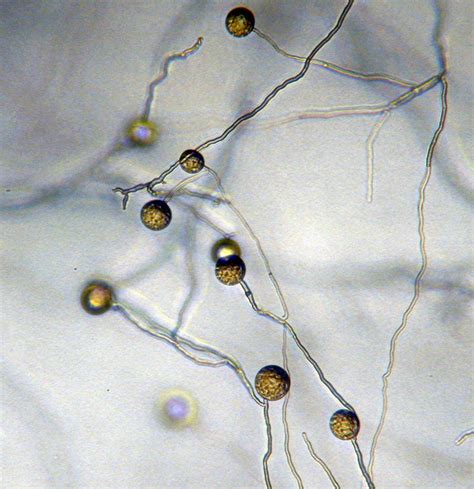 Phytophthora Palmivora To Be Redescribed IDphy