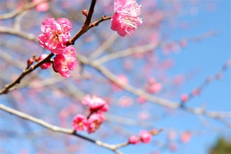 濃いピンク色の花が咲いた熱海梅園の梅 熱海経済新聞