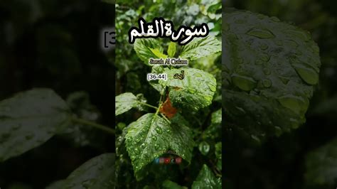 Surah Al QalAm آیت 36 44 سورة القلم Quran Urdu Translation Voice